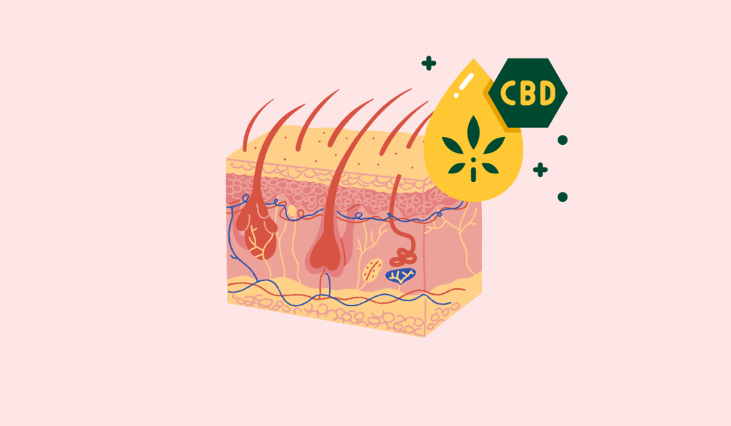 The Long-Term Effects of CBD: 10 Key Insights