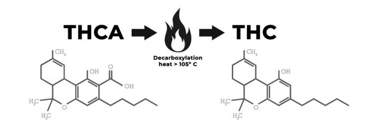 THCA vs THC: 7 Key Differences